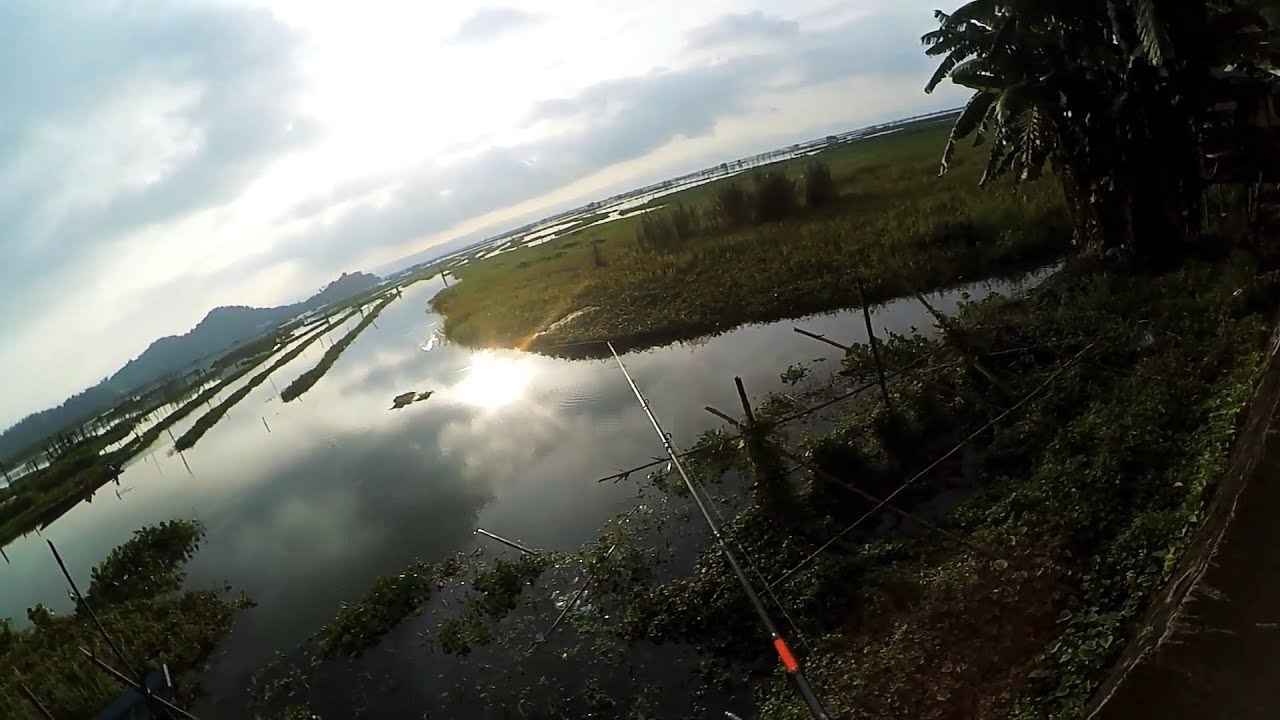 Dalag Fishing Cardona Rizal (Sharawt) - YouTube