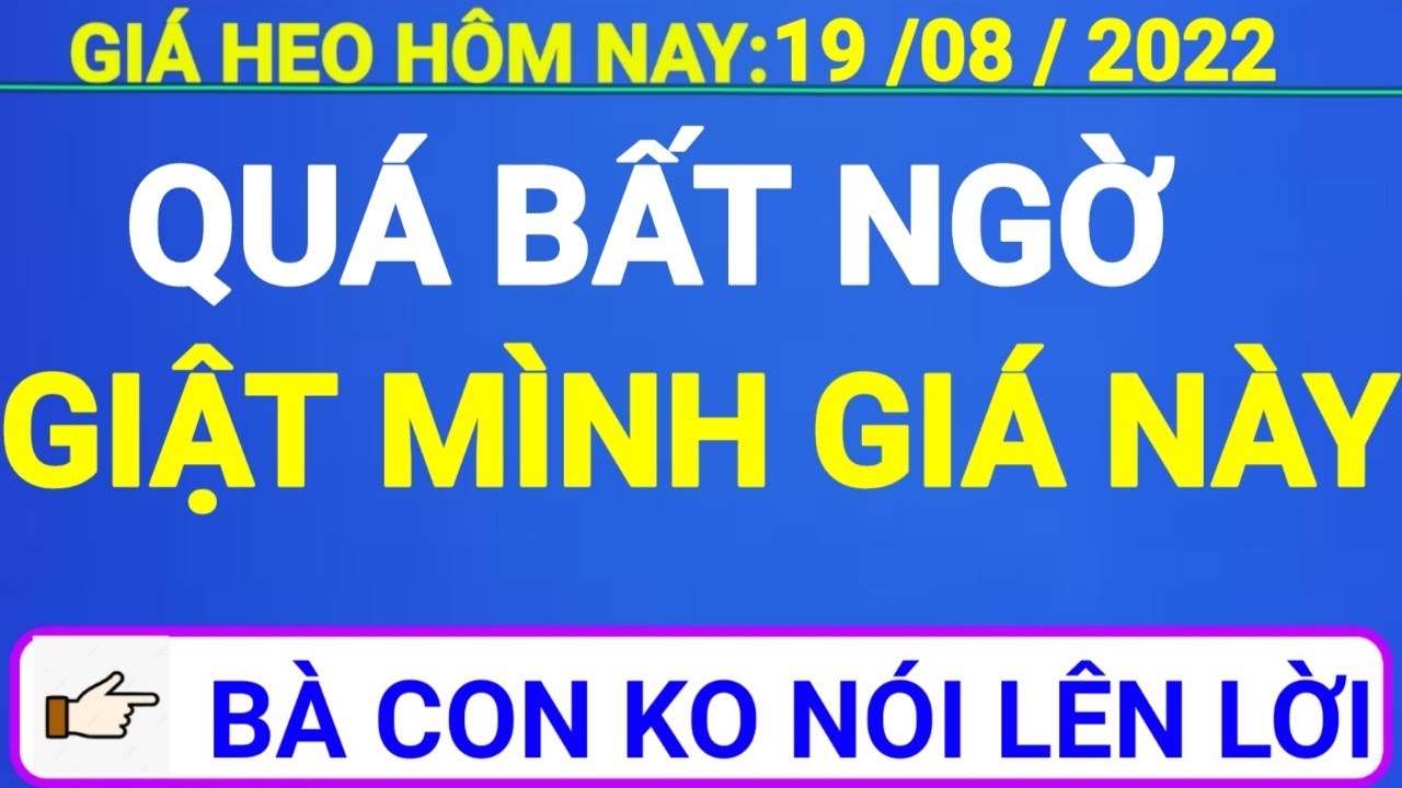 Giá heo hơi ngày hôm nay mới nhất 19/8/2022 – Giật mình giá heo sáng ...