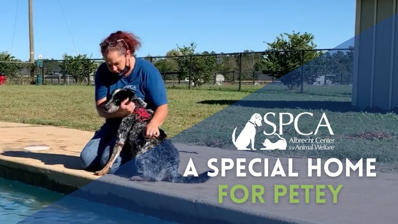 A Special Home for Petey - YouTube