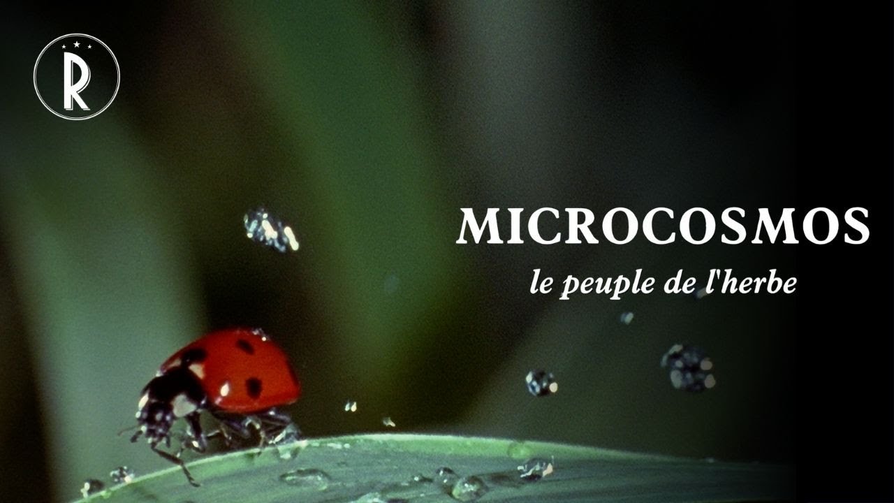 École et cinéma : "Microcosmos" - YouTube