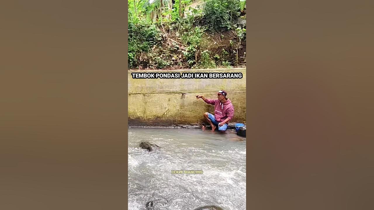 mancing nilem di selokan ikannya di bawah tembok - YouTube
