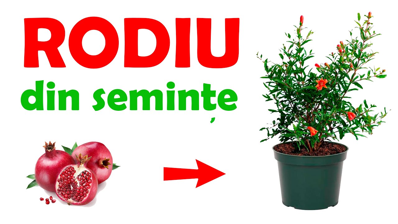Cum se plantează un rodiu din semințe? (+ cum desfaci o rodie?) # ...