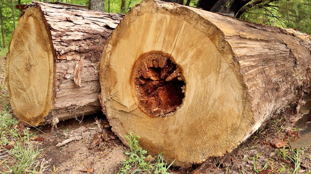 Don't Let These Logs Fool You! Premium Firewood from Ugly Logs - YouTube