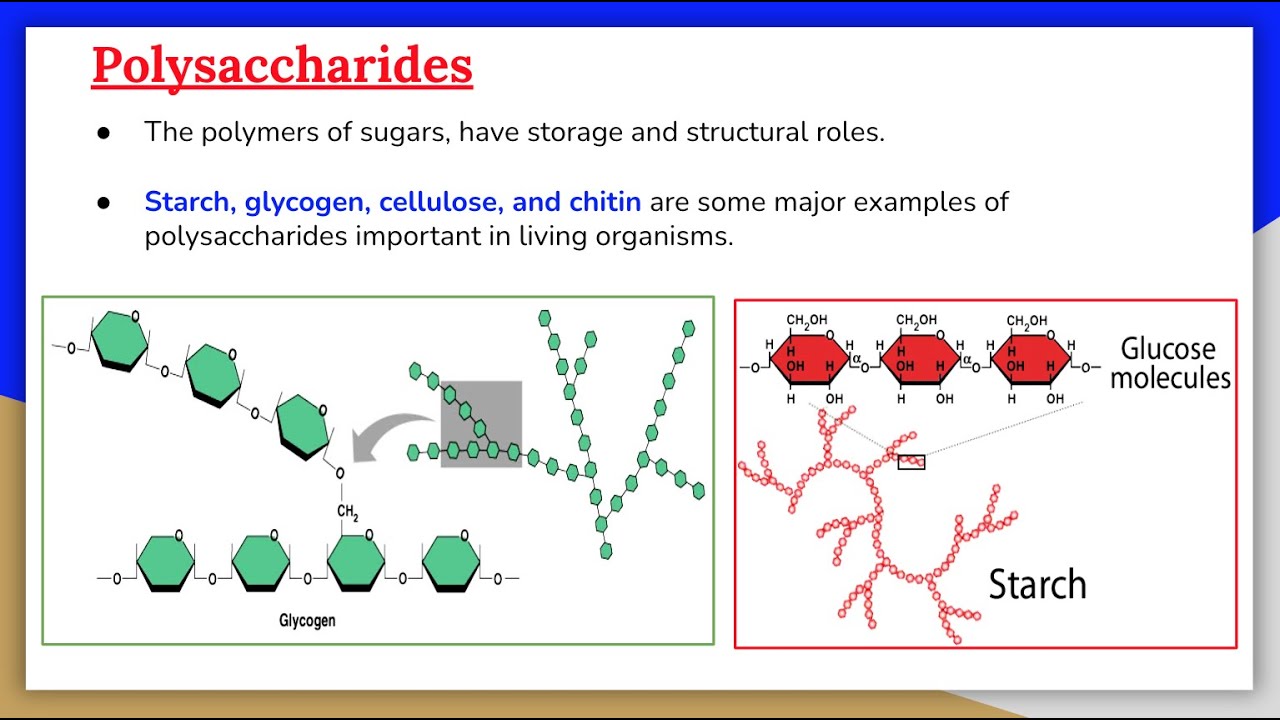 Polysaccharides Glycogen