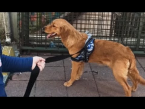 Oyuncu Köpek Tatlı Tarçın Tasmasından Kaçıyor. Eğlenceli Köpek Gezisi