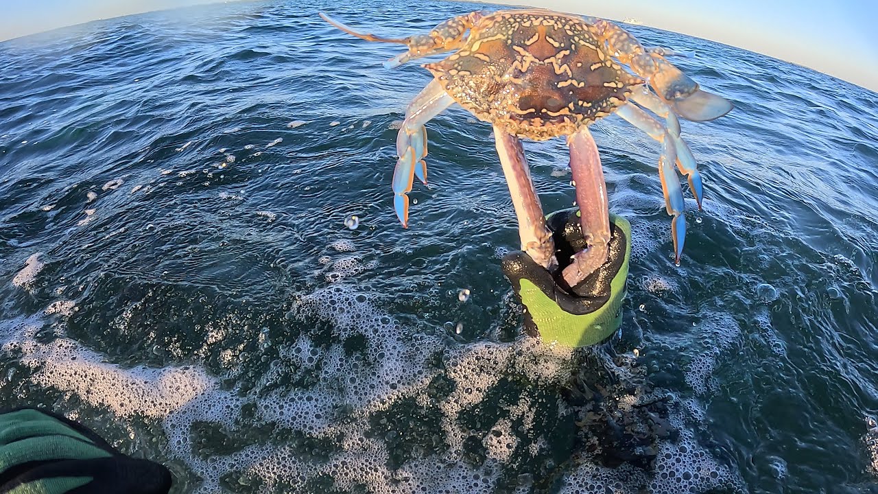 Perth Metro Crab Hunt - YouTube