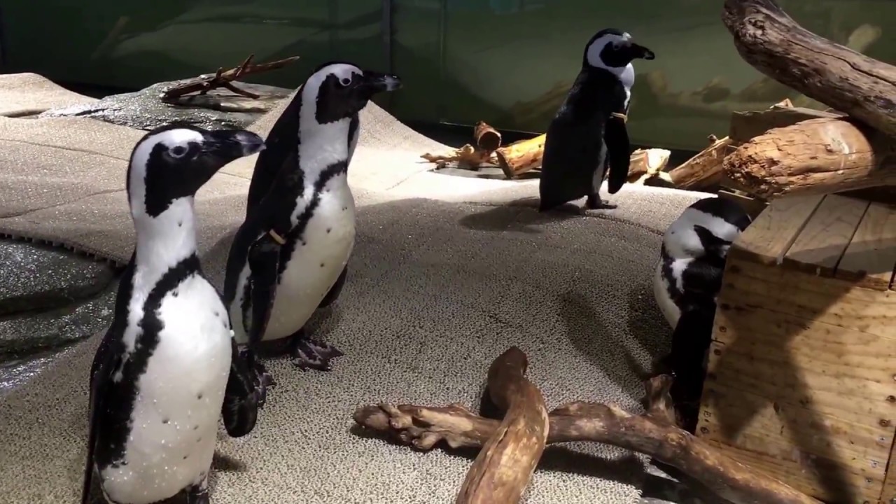 Penguins stretching their heads 首を伸ばすペンギン - YouTube