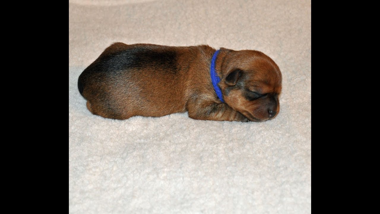 Ellie's Yorkie Babies one week old - YouTube