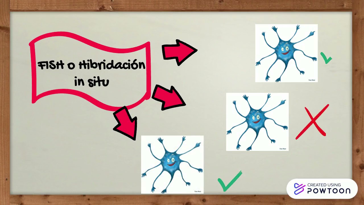 Técnica FISH - YouTube