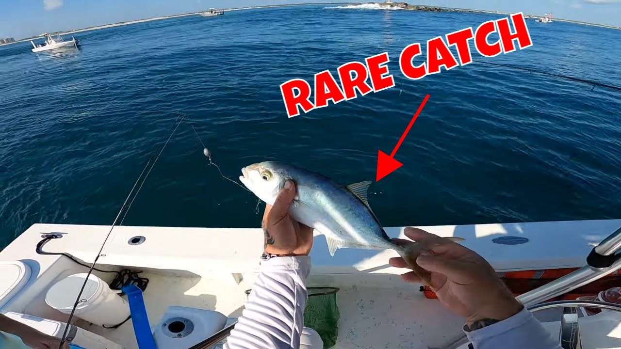 Super Clear water brings in some RARE fish for the area..... - YouTube