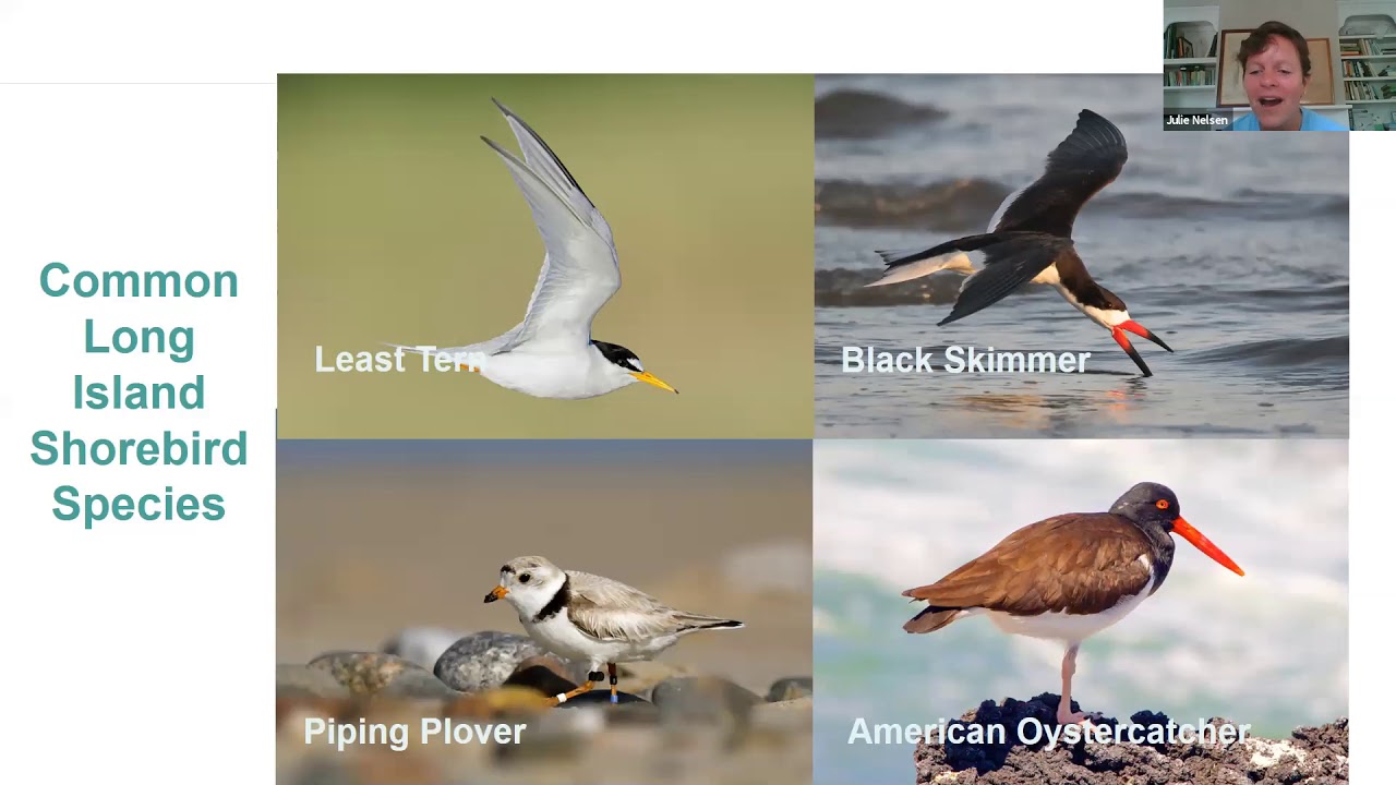 Wonder Wednesday - Visit to the Theodore Roosevelt Bird Sanctuary in ...