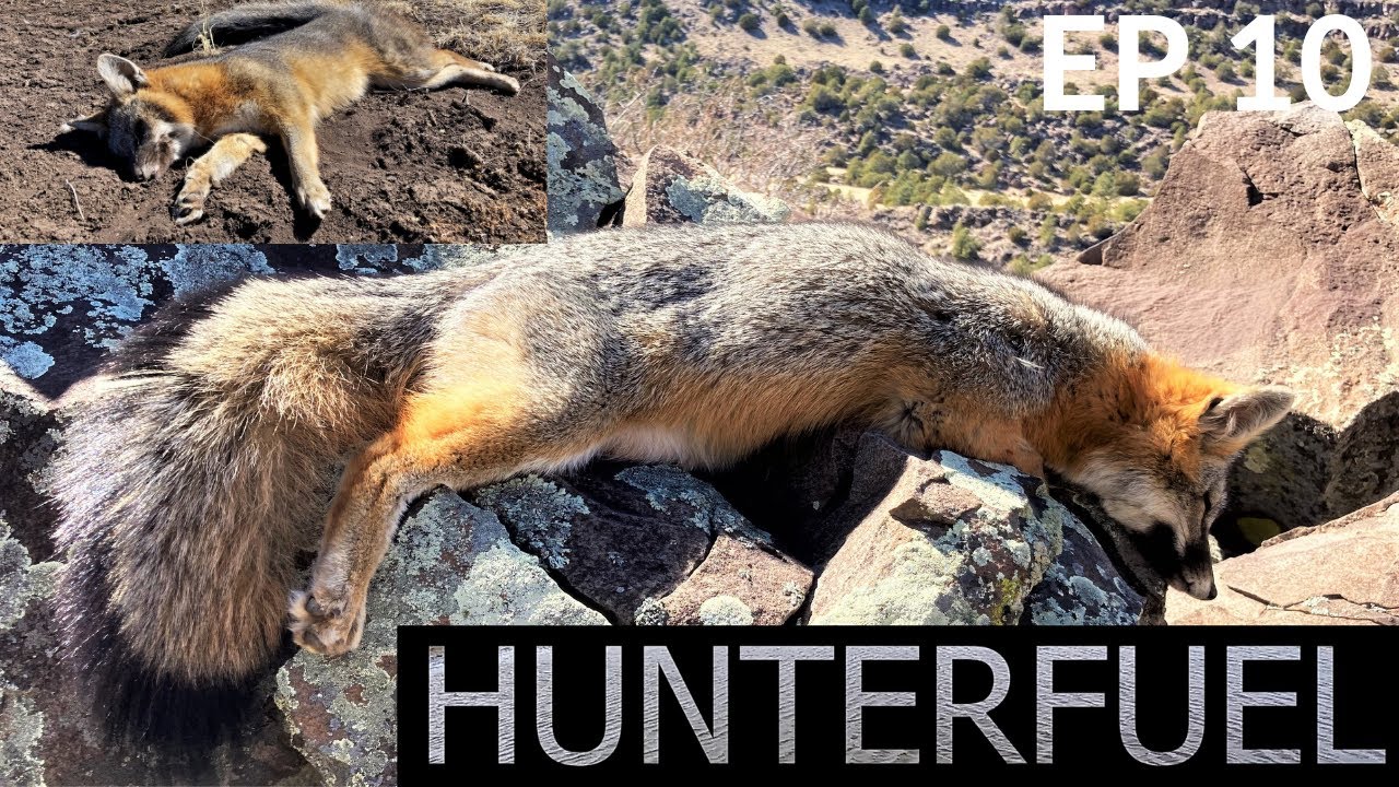 2021 AZ PREDATOR HUNT!!! TWO GREY FOX DOWN!!! EP10 - YouTube