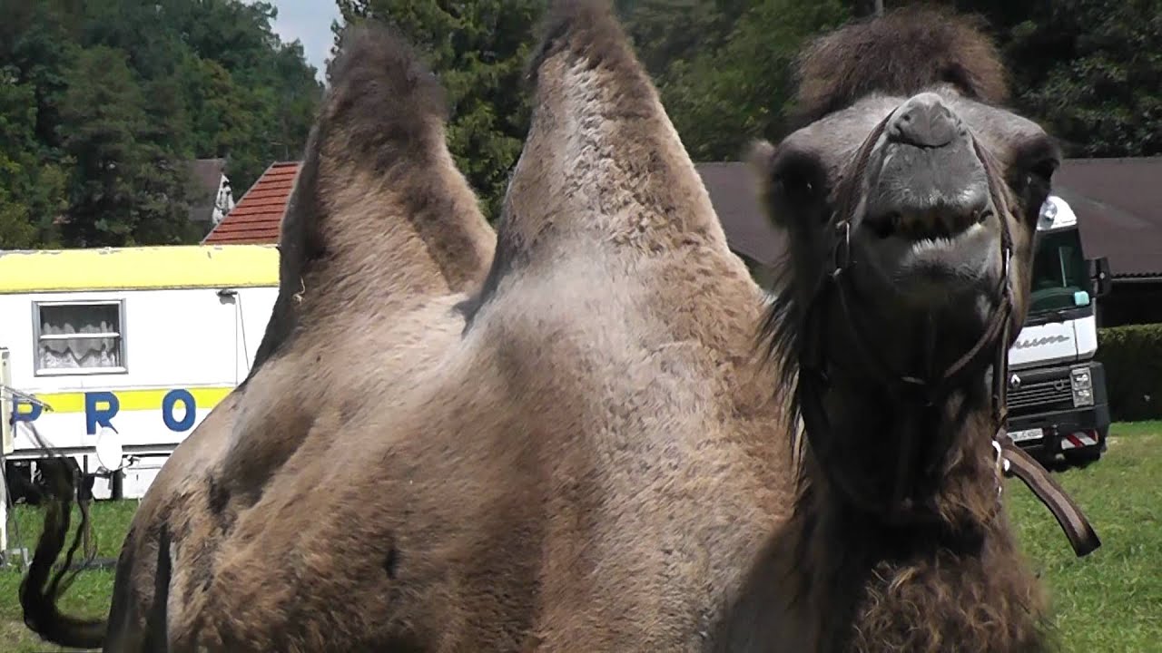 Best friends: Camel & goat - Beste Freunde : Kamel & Ziege - YouTube
