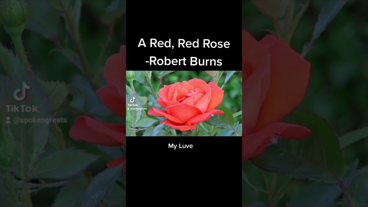 A Red, Red Rose - Robert Burns - YouTube