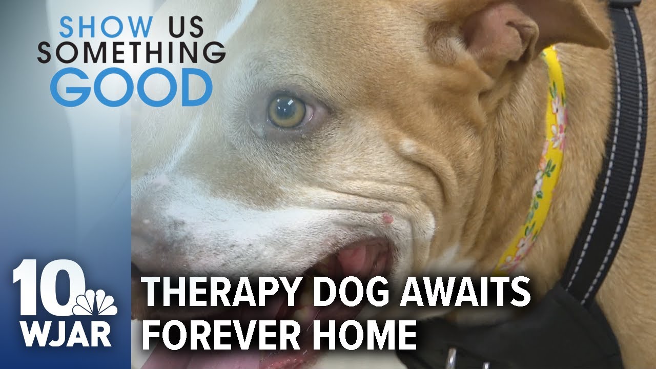 Pitbull becomes therapy dog while waiting for home - YouTube