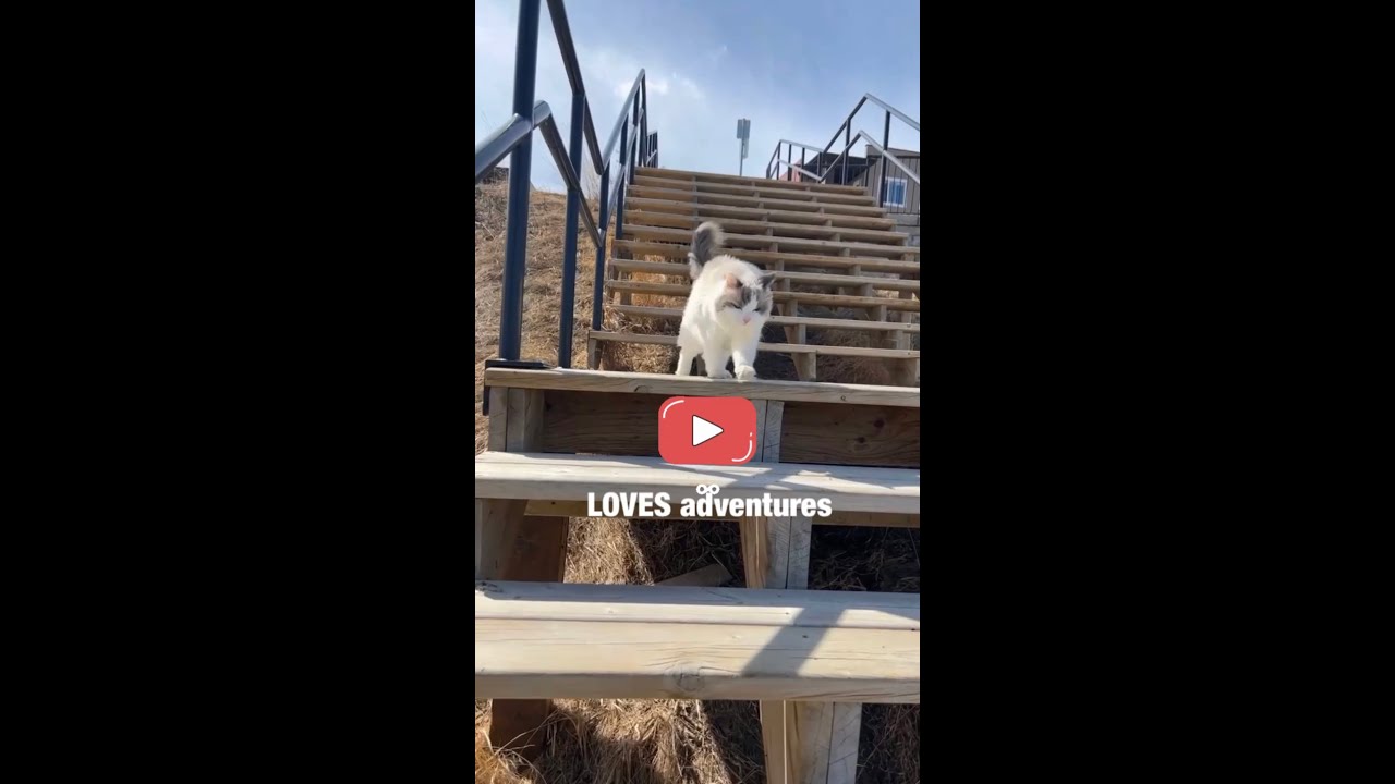 Sunny day in Calgary - YouTube