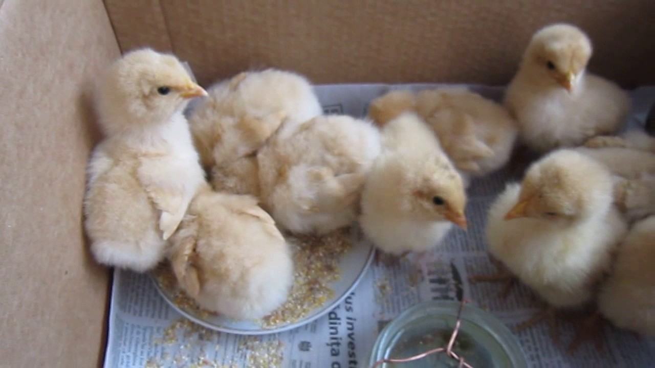 Orpington galben pui 2 saptamini - YouTube