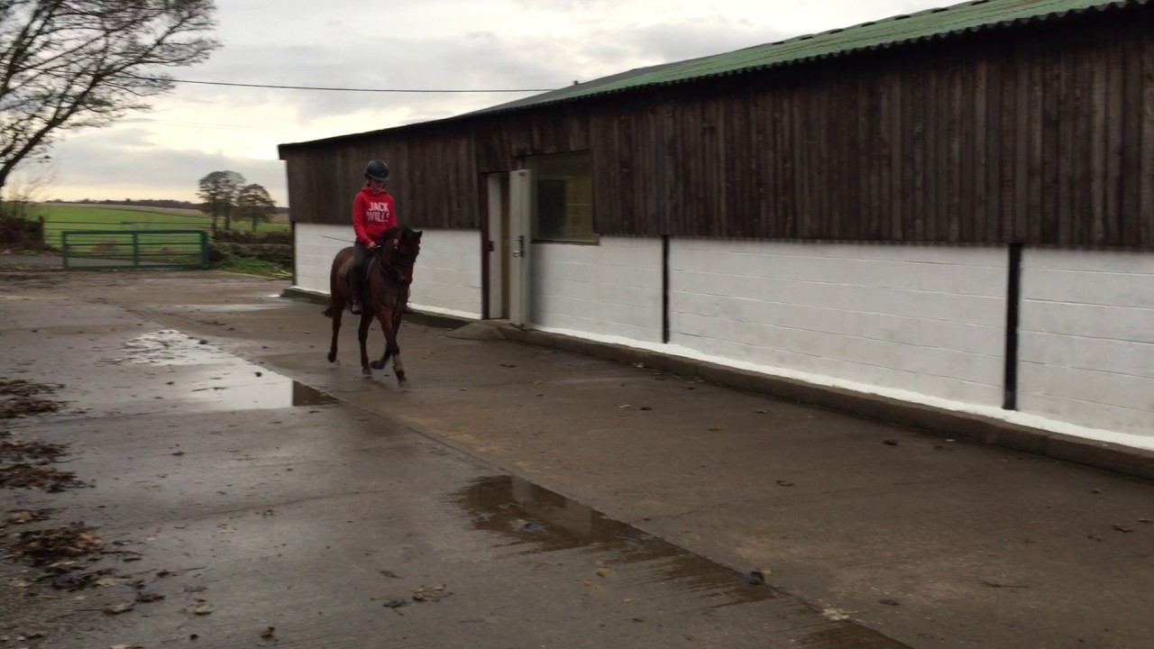 Top class HOYS first ridden show pony - YouTube