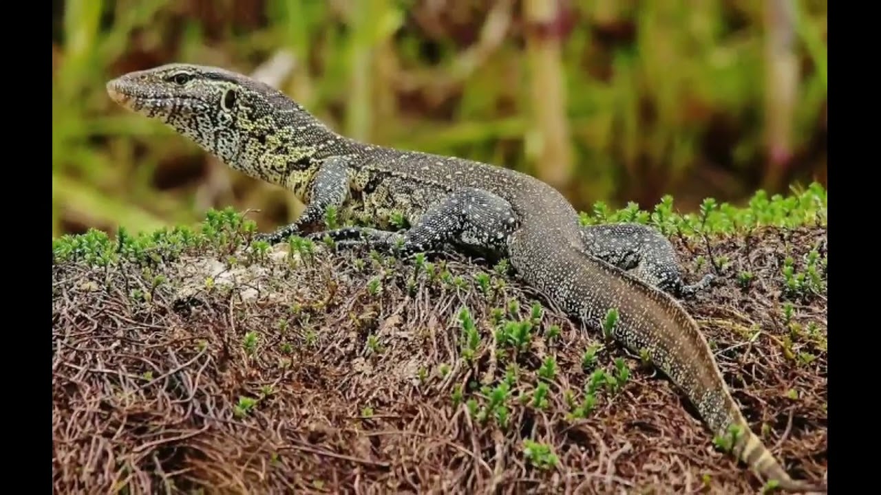 I love this animal #bayawak - YouTube