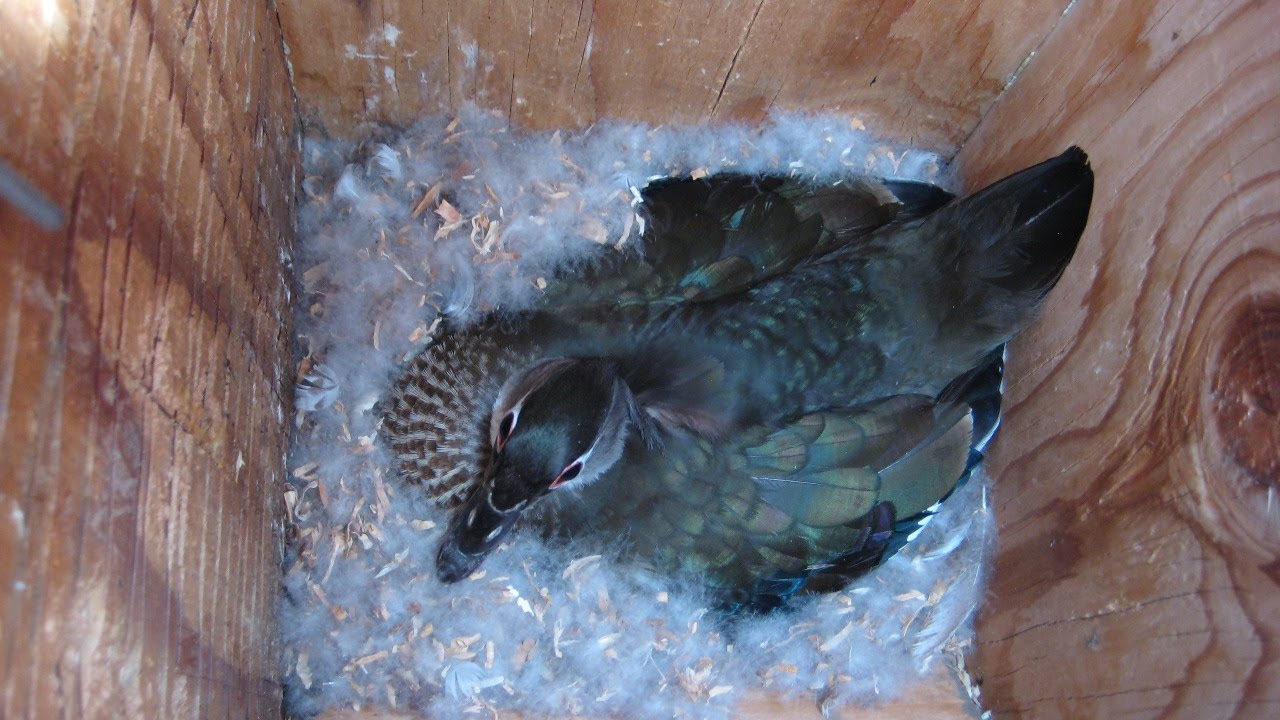 RRGC Wood Duck Project Camera #3 - YouTube