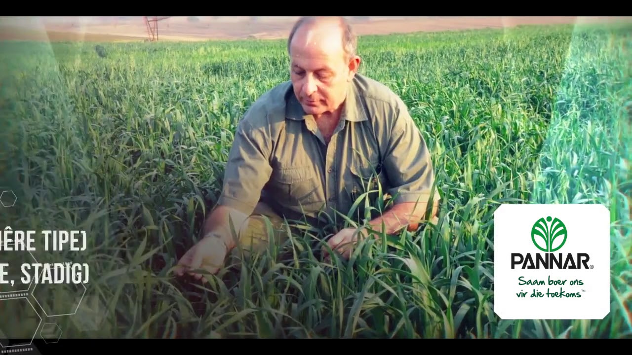 KLEINGRAAN GROENVOER: HAWER, KOROG, STOELROG - YouTube