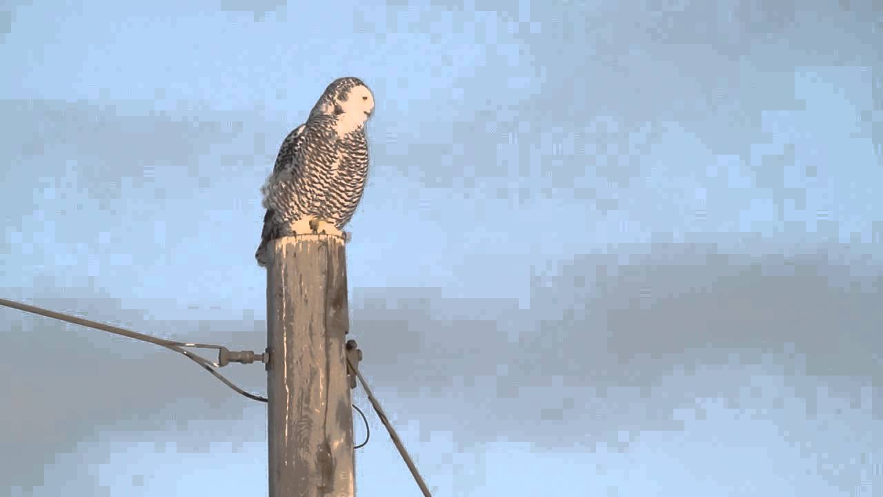 Snowy Owls at Barrow, Alaska - YouTube