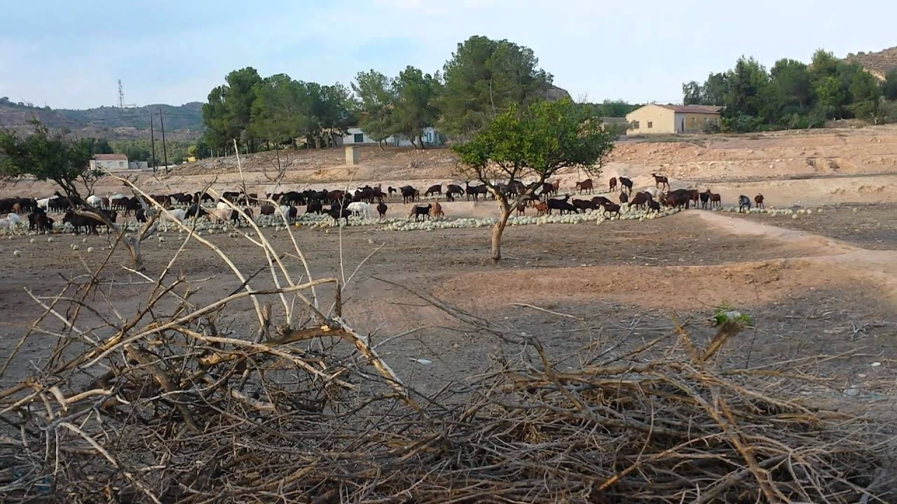 Rebaño de cabras pastando libres - YouTube