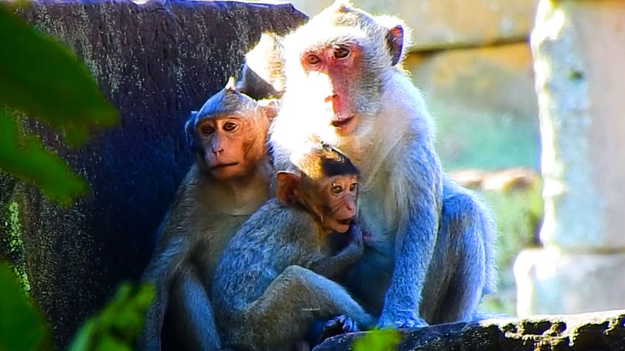 VERY PITY JODY WAITING FOR MILK AFTER JAZZY GETS, JANE MONKEY FAMILY ...