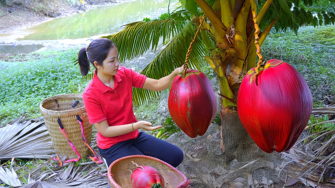 Harvesting 1000 + Blood Coconut in the rapid stream To Sell At Market ...