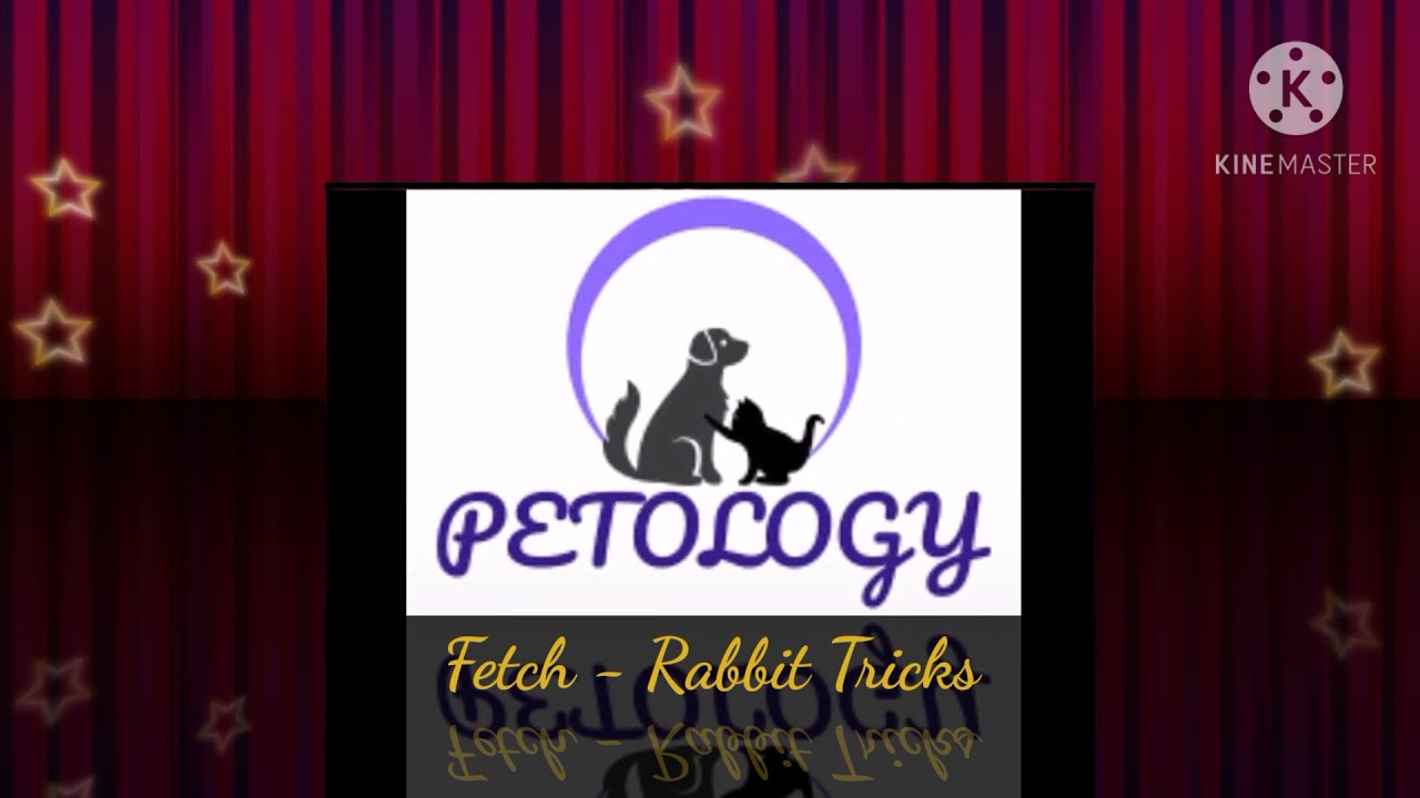 How to teach a bunny to fetch - YouTube