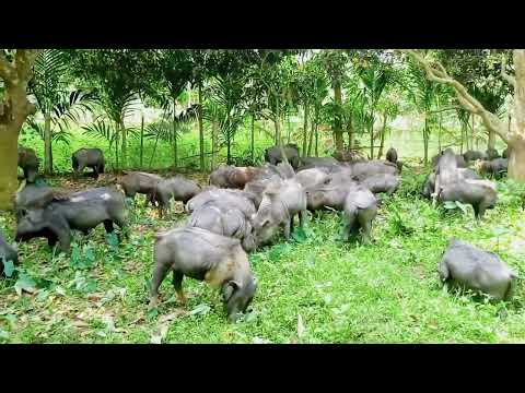 Wonderful pig moment video - YouTube