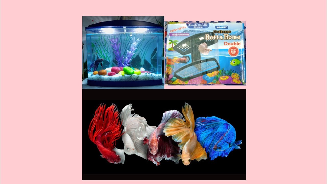 unboxing and setup deluxe Betta Home Double # Betta fish lover - YouTube