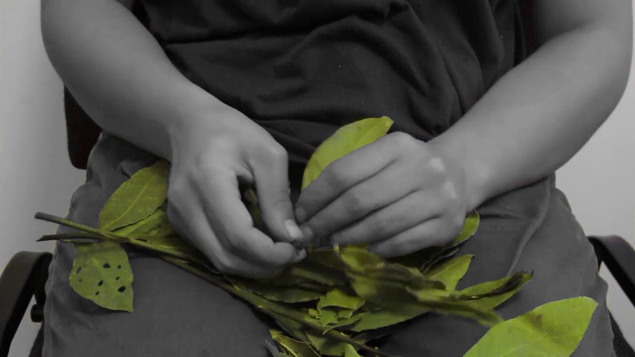 DAFNE, Video acción para resarcir - YouTube