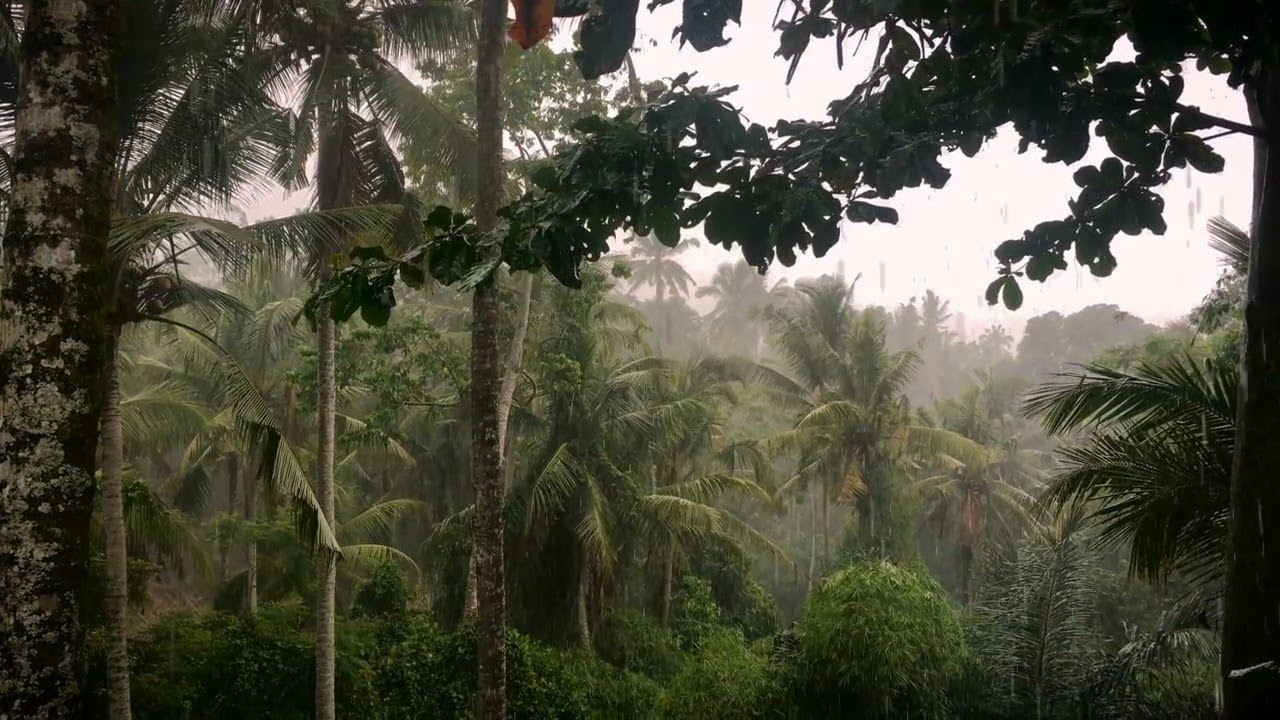 Rainforest Vibes- Rainforest Sounds For Sleep, Relaxation or Focus ...