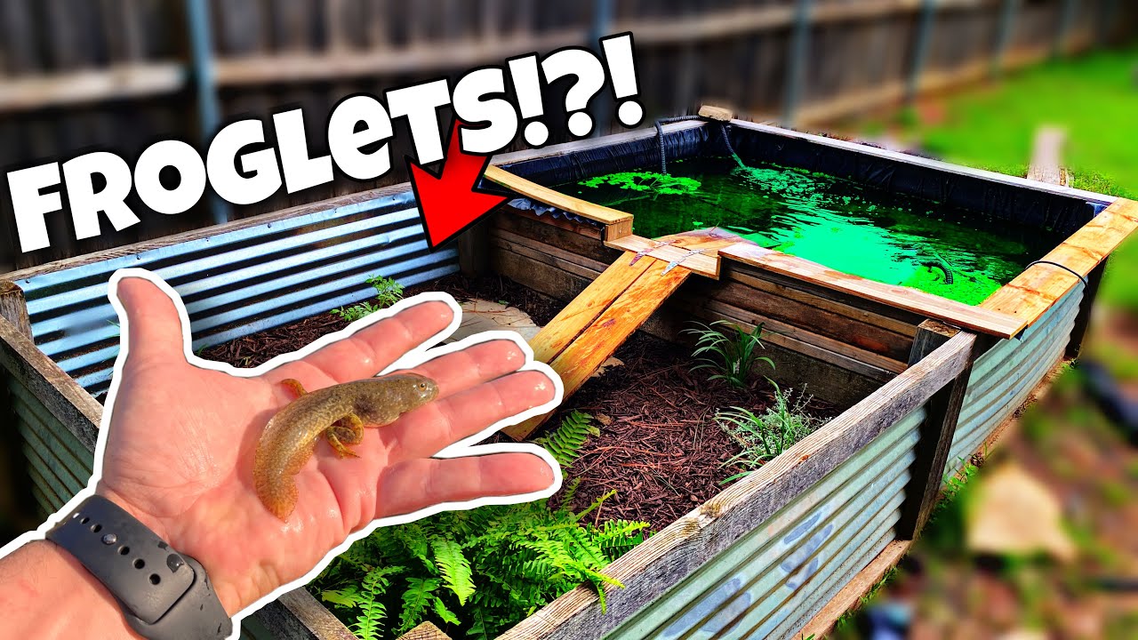 Bullfrog Tadpoles For Backyard Pond! - YouTube