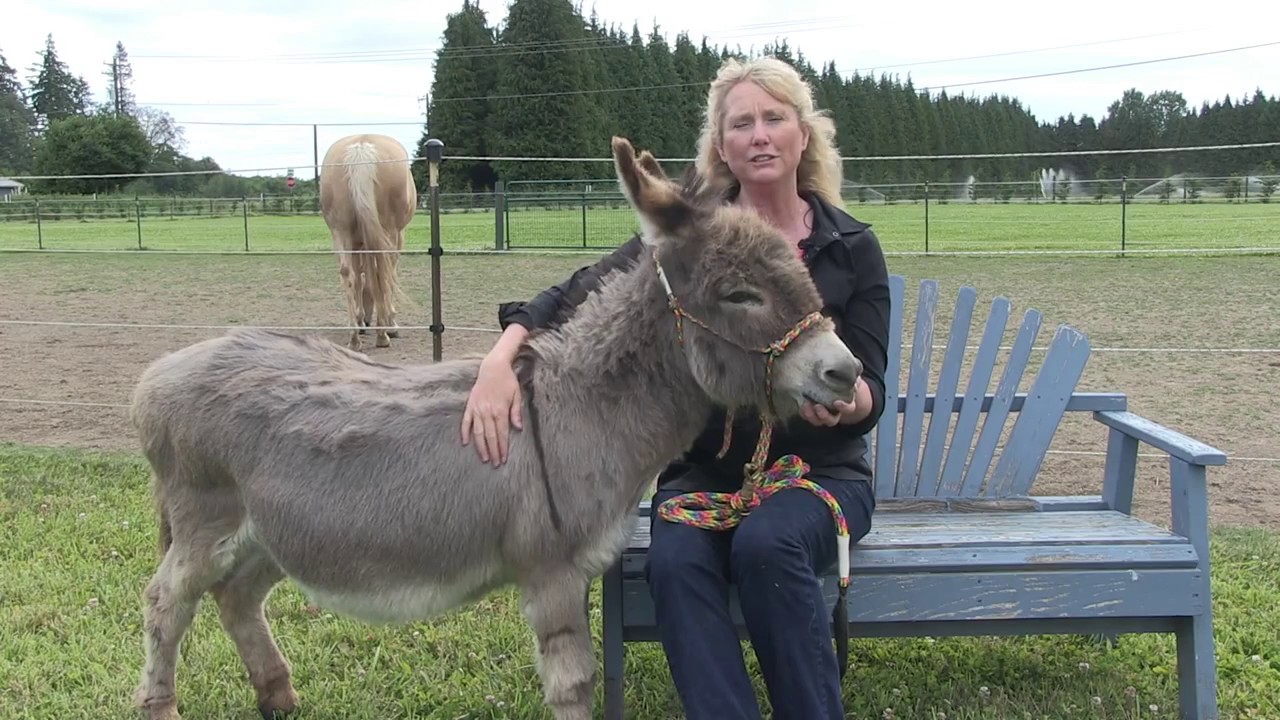 Donkey Training - PICK UP THE FOOT - YouTube