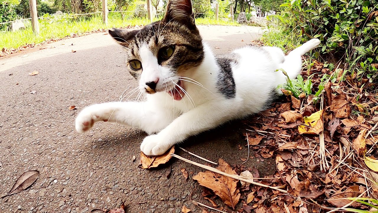 Cat waits for human on the slope - YouTube