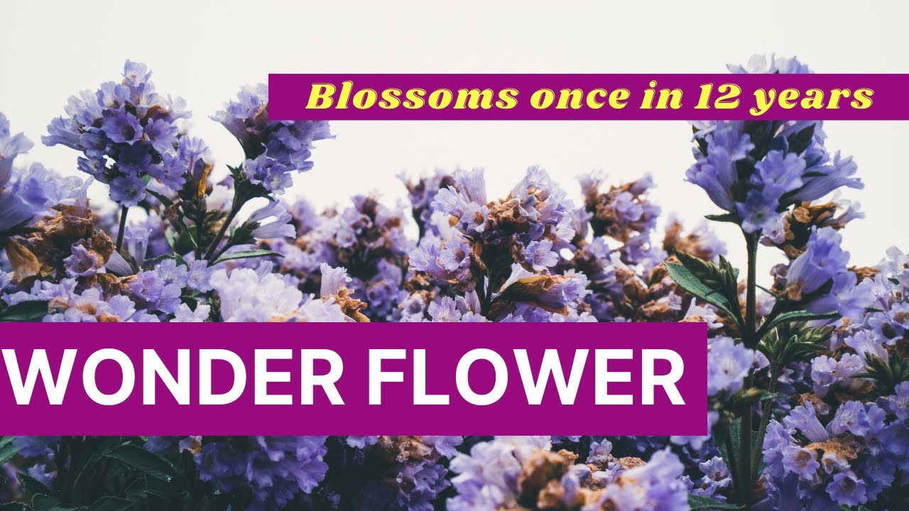 Wonder flower - Blossoms once in 12 years | Munnar Kerala - YouTube