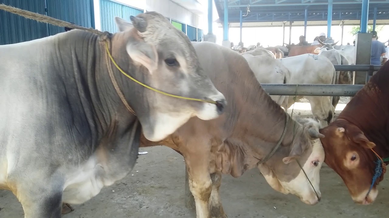 Sapi Pegon Jogrog Super Besar Bandrol 21 Jutan Satu Paket 40 Juta Pasar ...