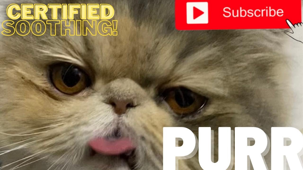 Happy cat purring smoothly, Relaxing sound - YouTube