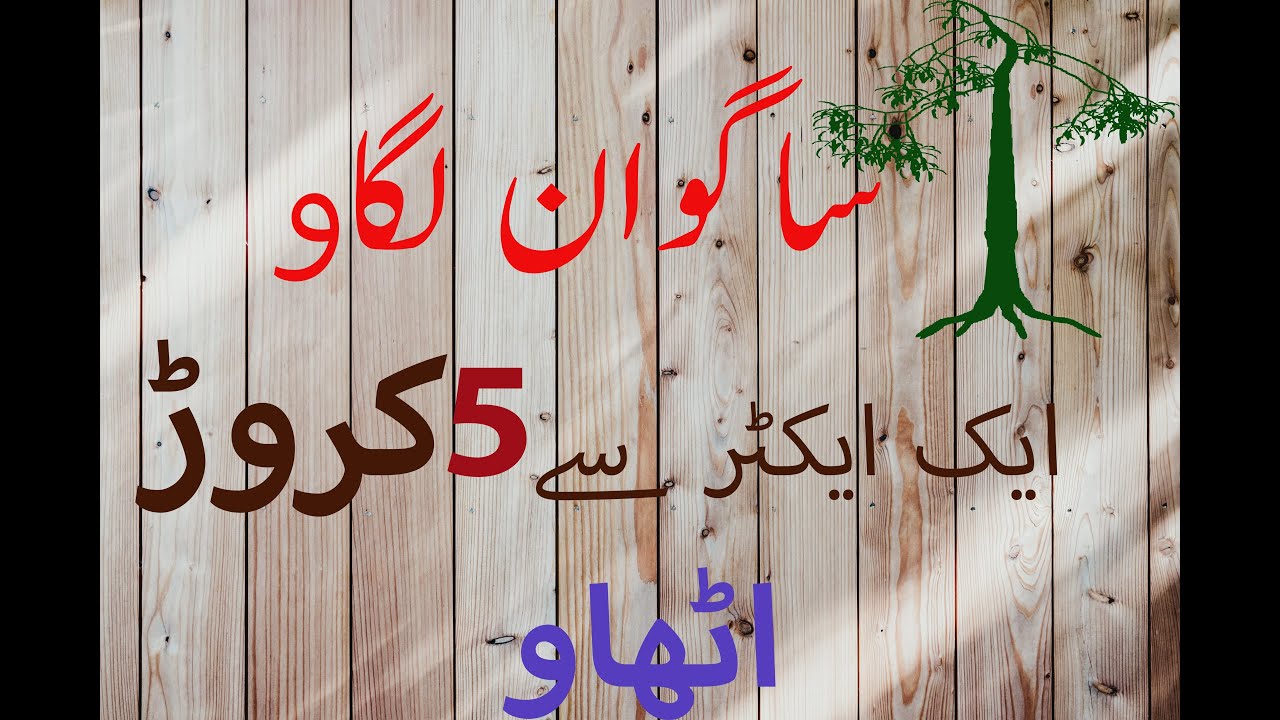 Most valuable Sagwan|Sagwan Cultivation| Golden Burma Sagwan | Sagwan ...