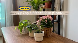 My Top 5 Affordable Indoor Plants from IKEA | Unboxing & Repotting | Under 20 AED