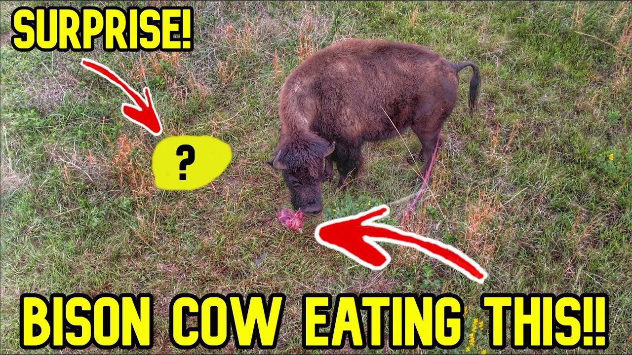 Momma Bison Behavior...Natural Instincts in Action! - YouTube