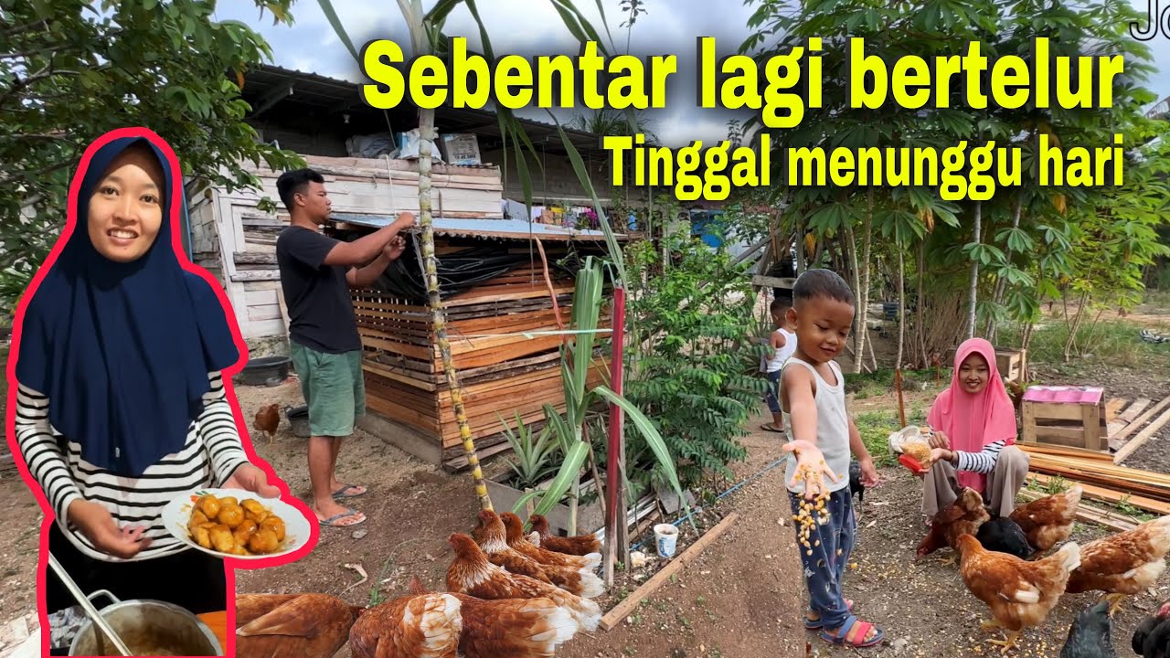BISA MAKAN TELUR AYAM SENDIRI⁉️ AKTIVITAS PAGI KASI MAKAN AYAM - YouTube