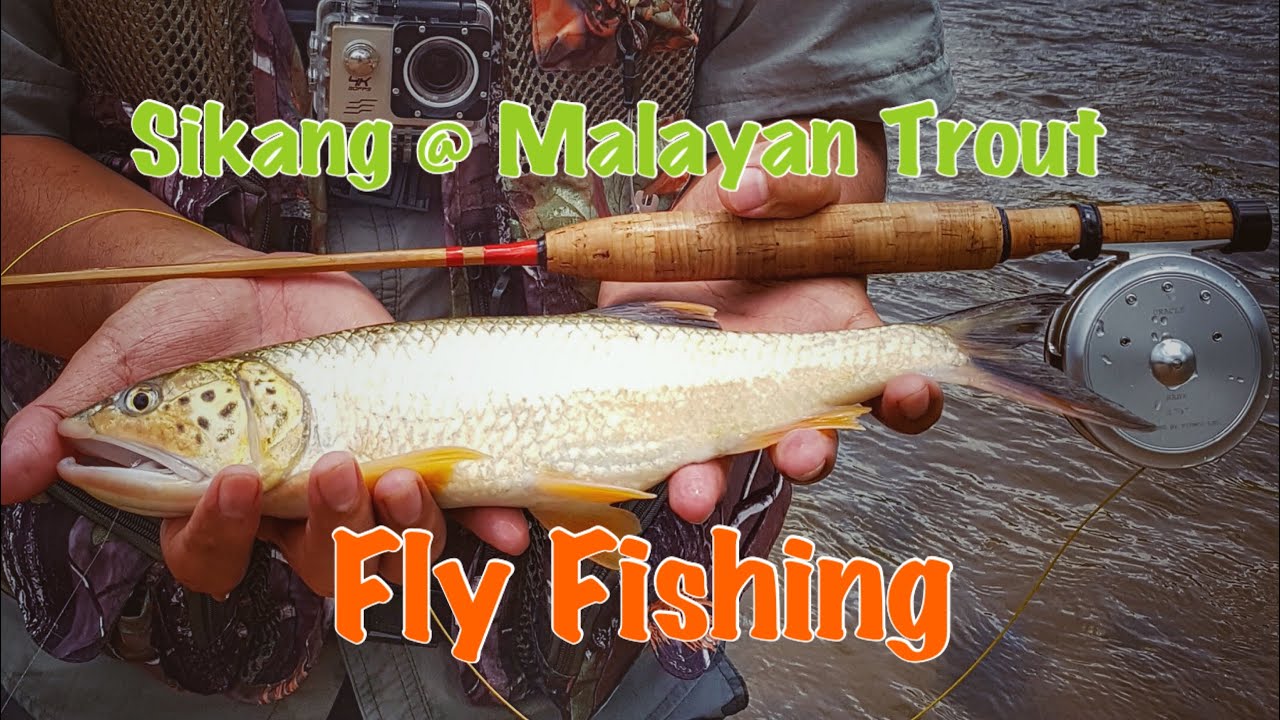 Sikang Kuala Berang - Malaysia Fly Fishing - YouTube