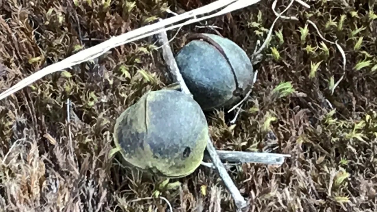 Dave Rock Conservation Area - YouTube