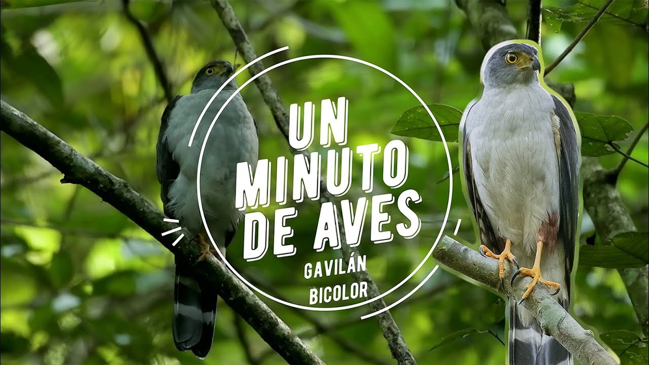 Un Minuto de Aves #162 Gavilán Bicolor - YouTube
