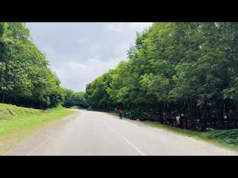 The Largest Rubber Plantation in Sub-Saharan Africa
