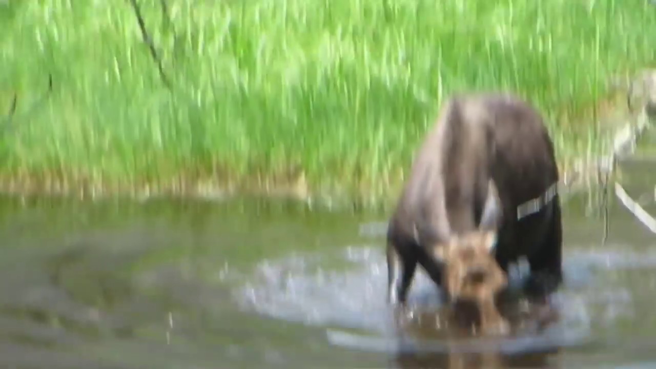 Watching a moose play in a river in Rocky Mountain National Park - YouTube