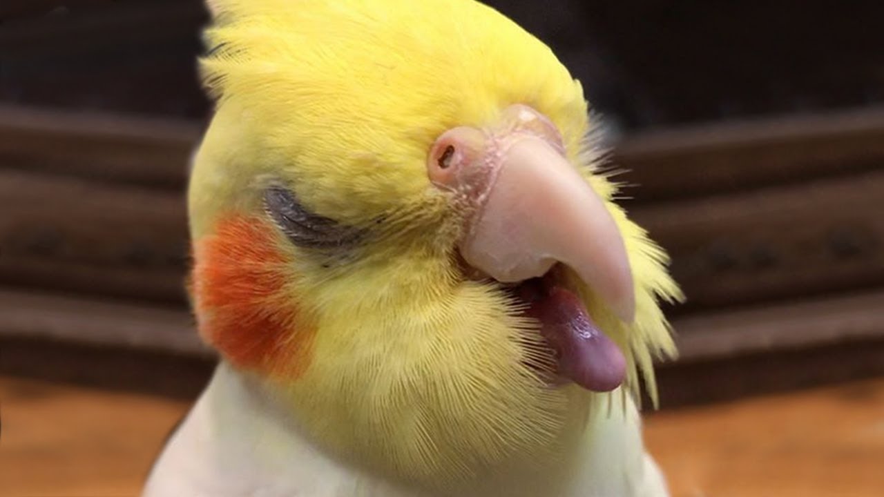 Yawny birb - YouTube